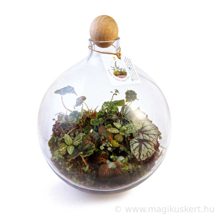 Kristályüveg florárium I Florárium webáruház